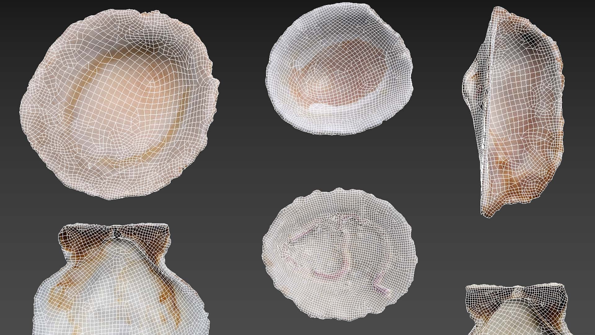 Conch Shells Pack 1 3d Turbosquid 2194281