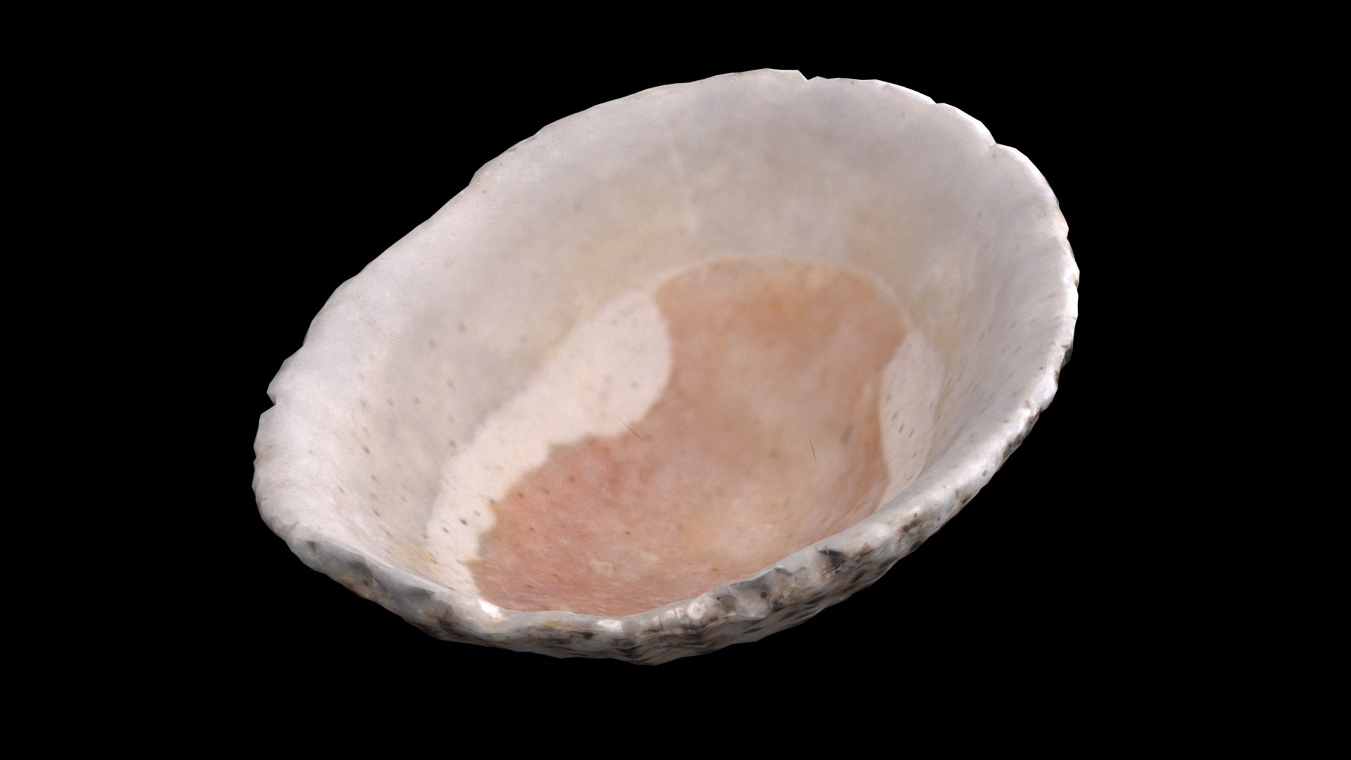 Conch Shells Pack 1 3d Turbosquid 2194281