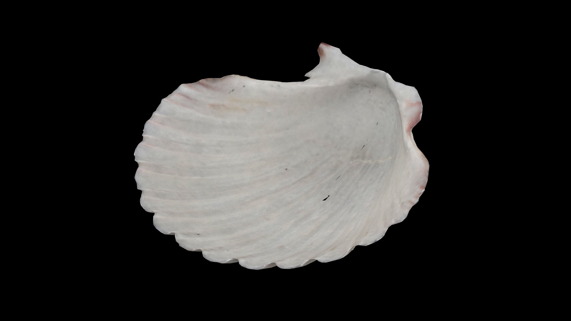 Conch Shells Pack 1 3d Turbosquid 2194281