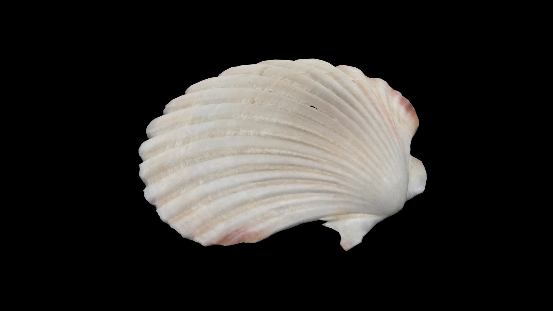 Conch Shells Pack 1 3d Turbosquid 2194281