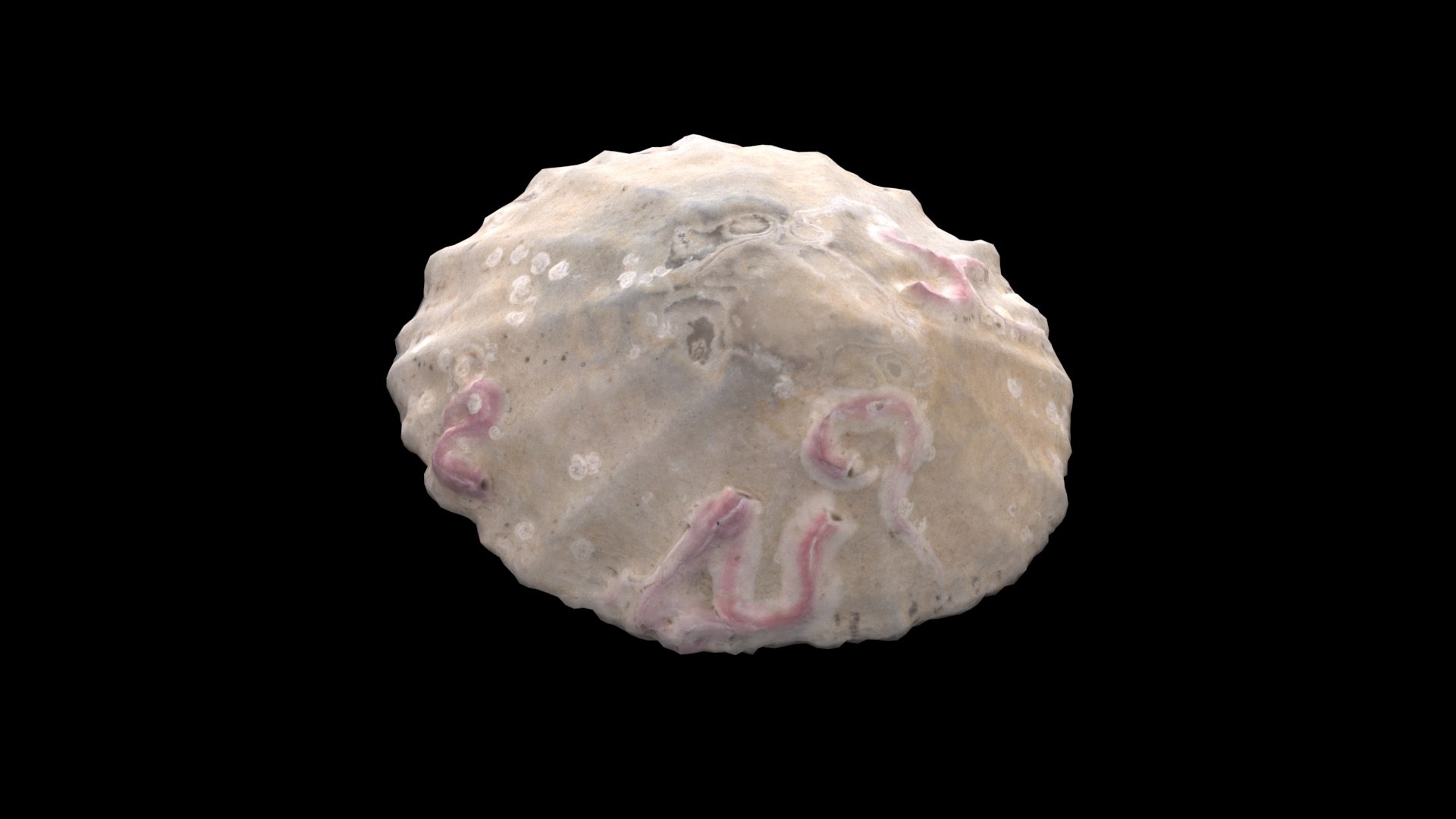 Conch Shells Pack 1 3d Turbosquid 2194281