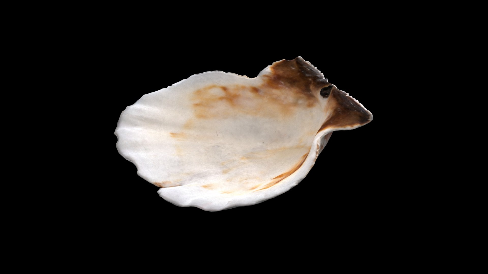 Conch Shells Pack 1 3d Turbosquid 2194281