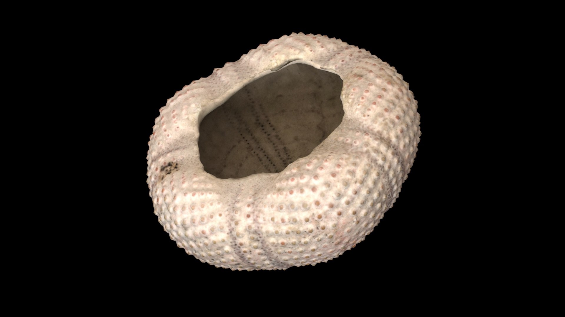 Conch Shells Pack 1 3D - TurboSquid 2194281