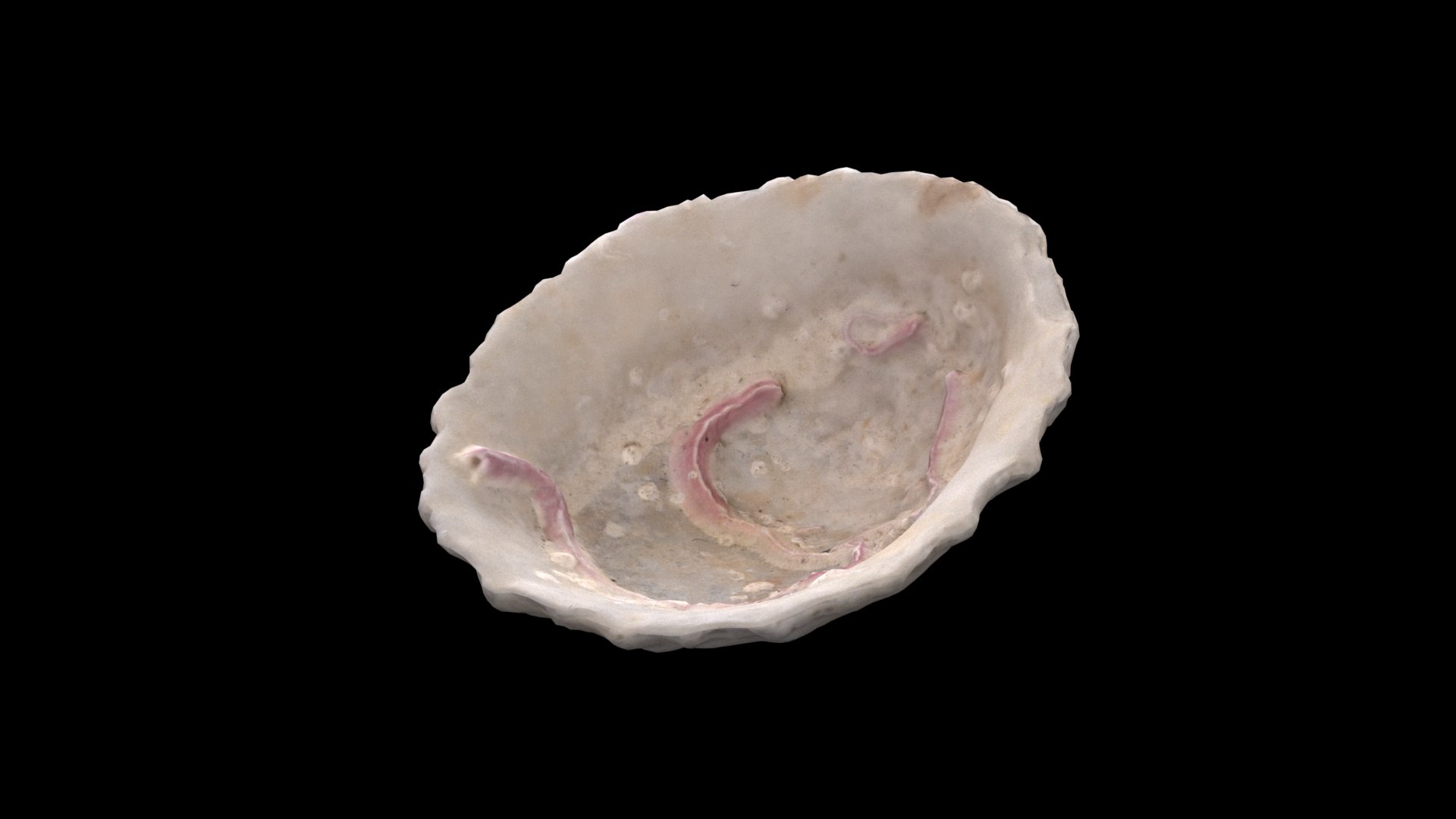 Conch Shells Pack 1 3D - TurboSquid 2194281