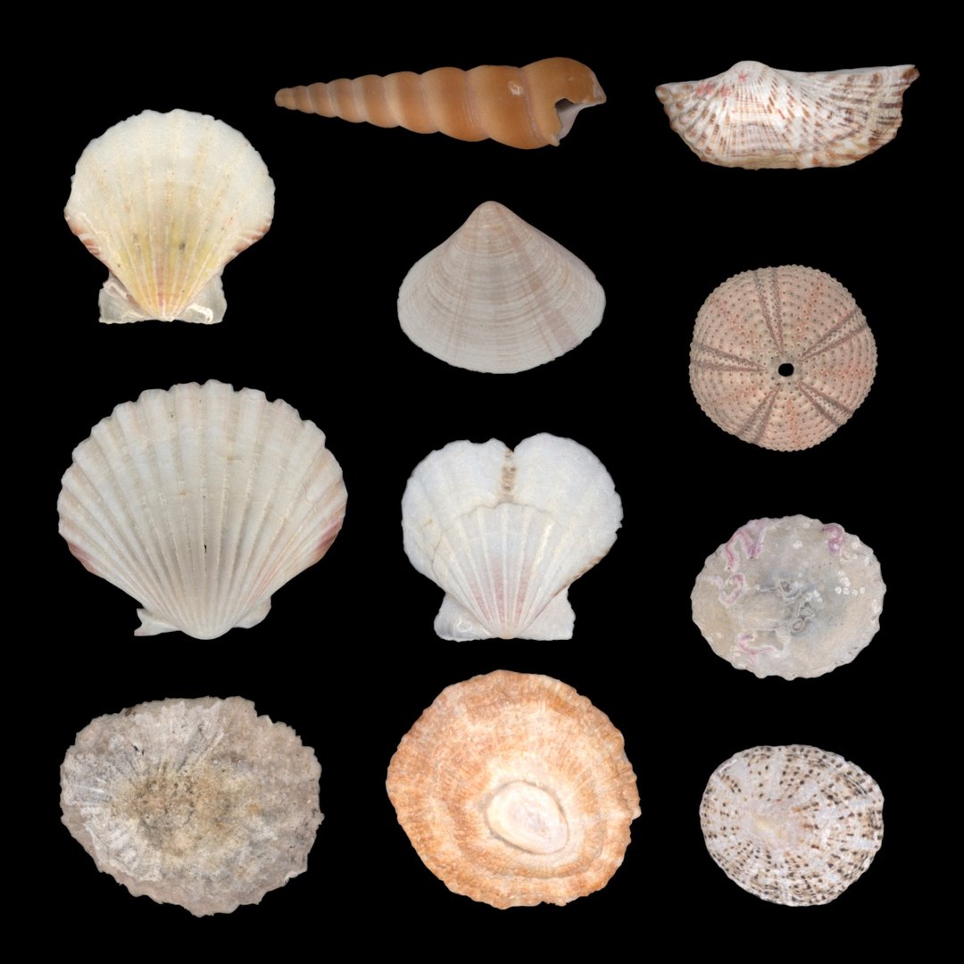 Conch Shells Pack 1 3D - TurboSquid 2194281