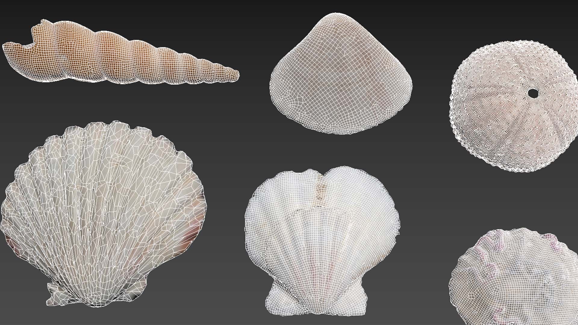 Conch Shells Pack 1 3D - TurboSquid 2194281