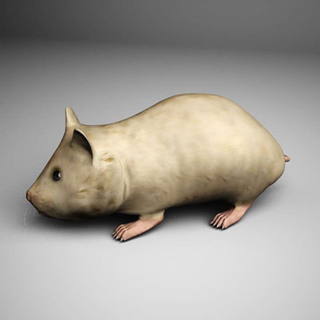 3d hamster animals model