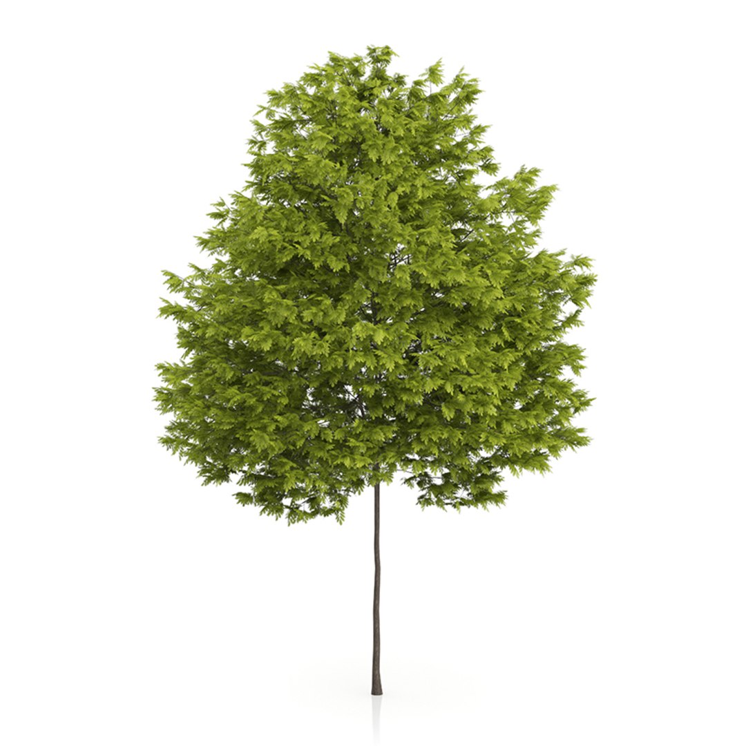 Honey Locust Tree Gleditsia 3d Max