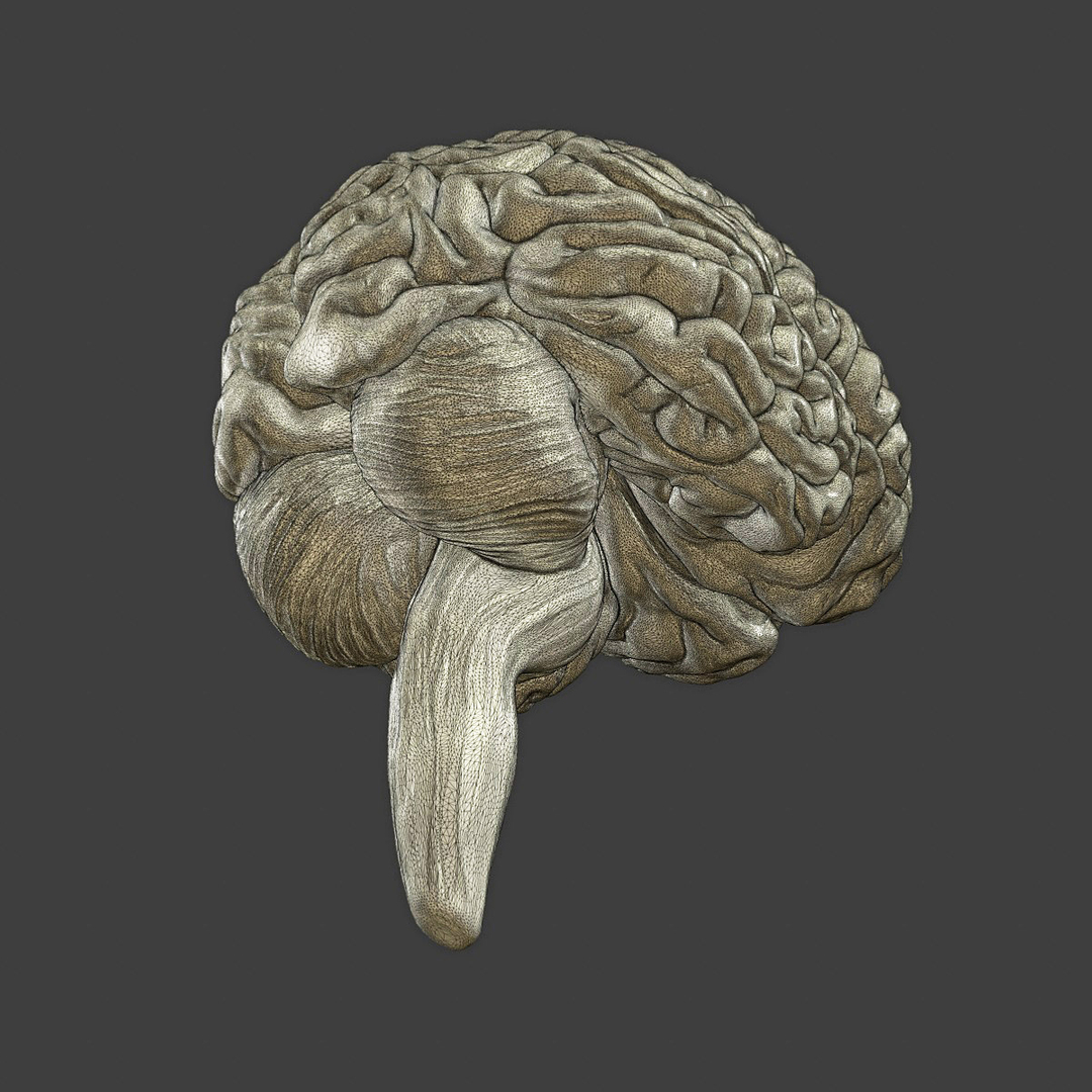 accurate human brain obj