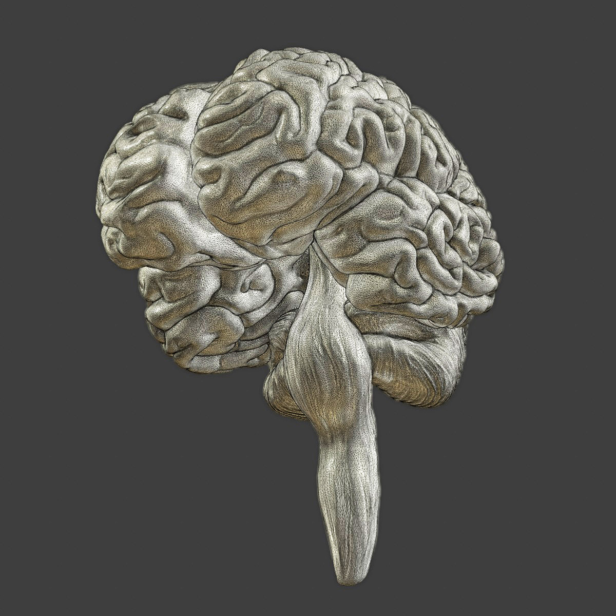 accurate human brain obj