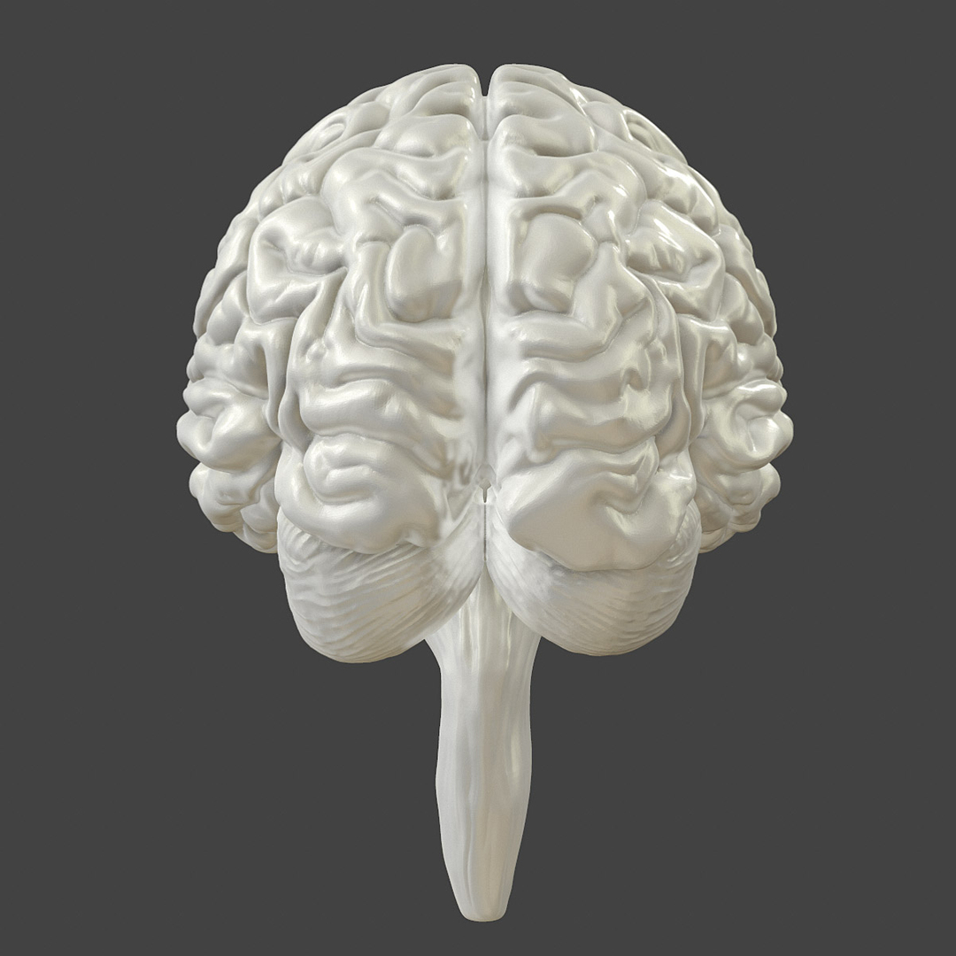 accurate human brain obj