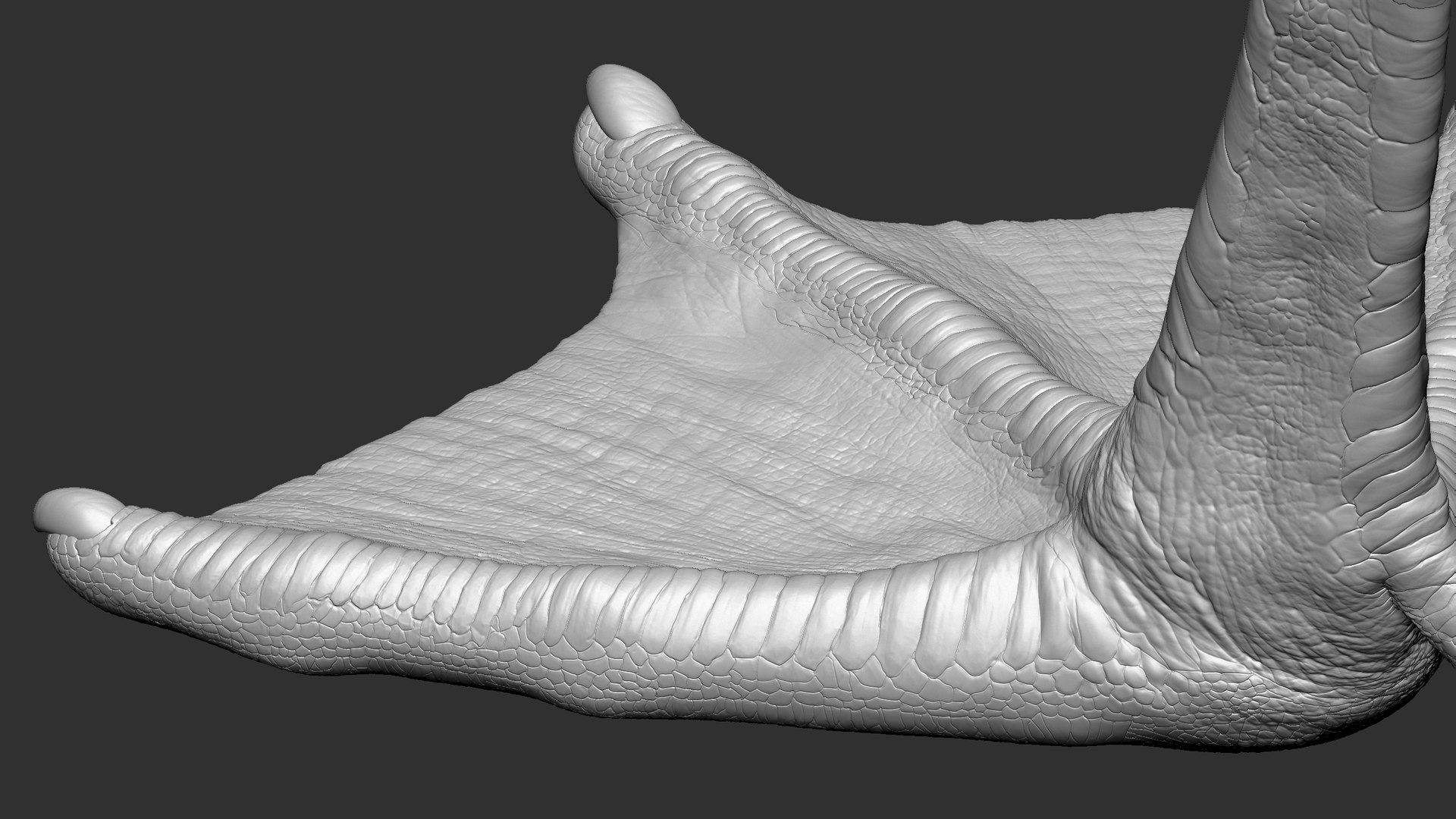 3D Flamingo Feet - TurboSquid 1839302