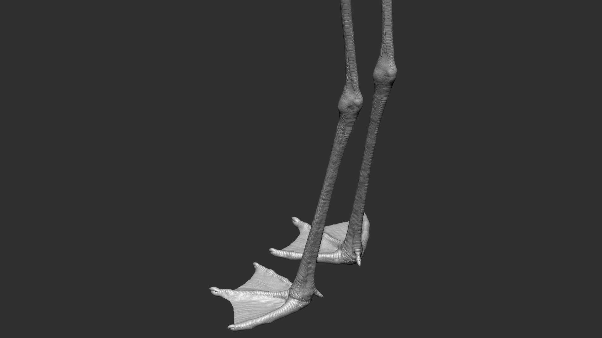 3D Flamingo Feet - TurboSquid 1839302