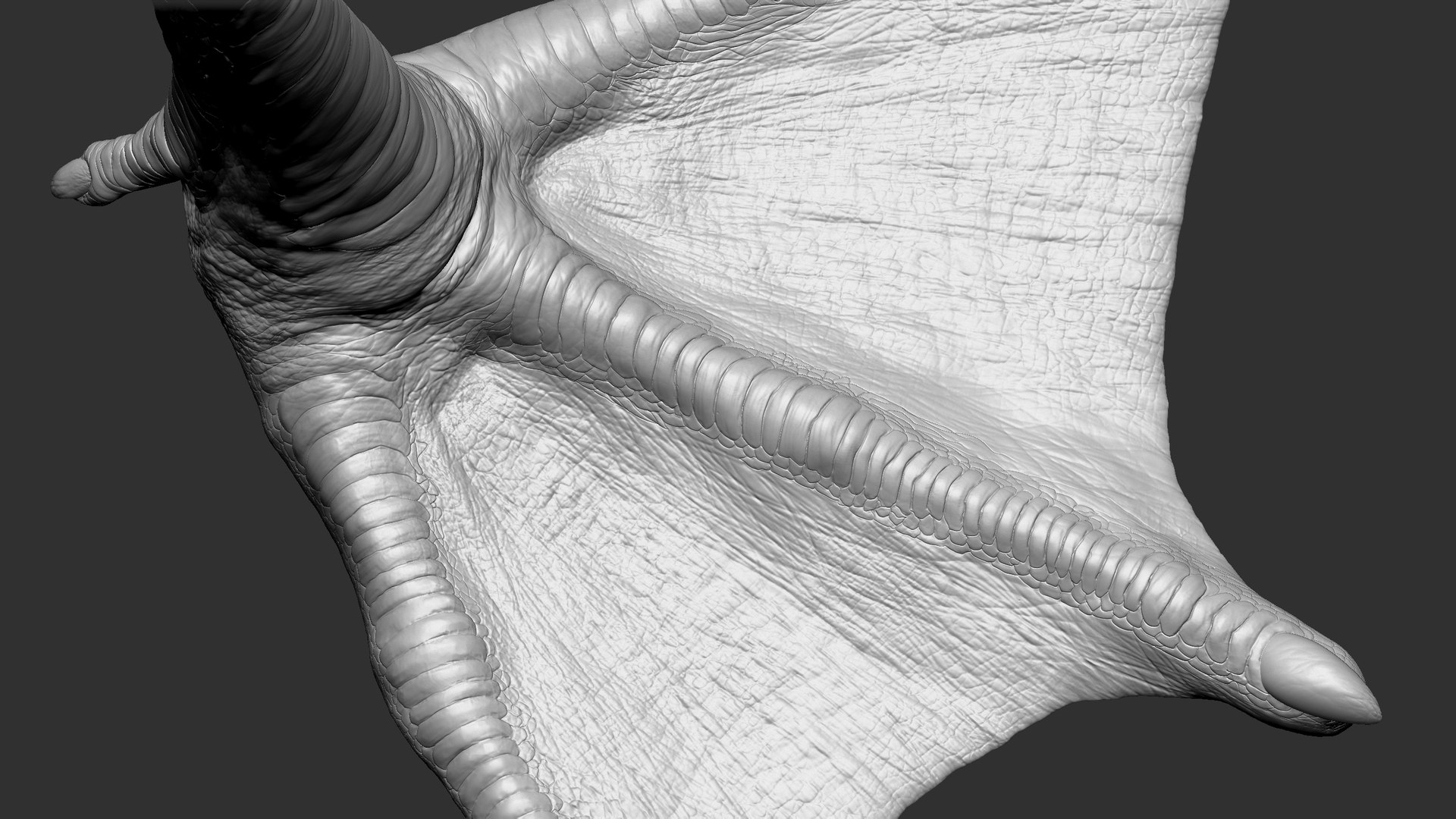 3D Flamingo Feet - TurboSquid 1839302