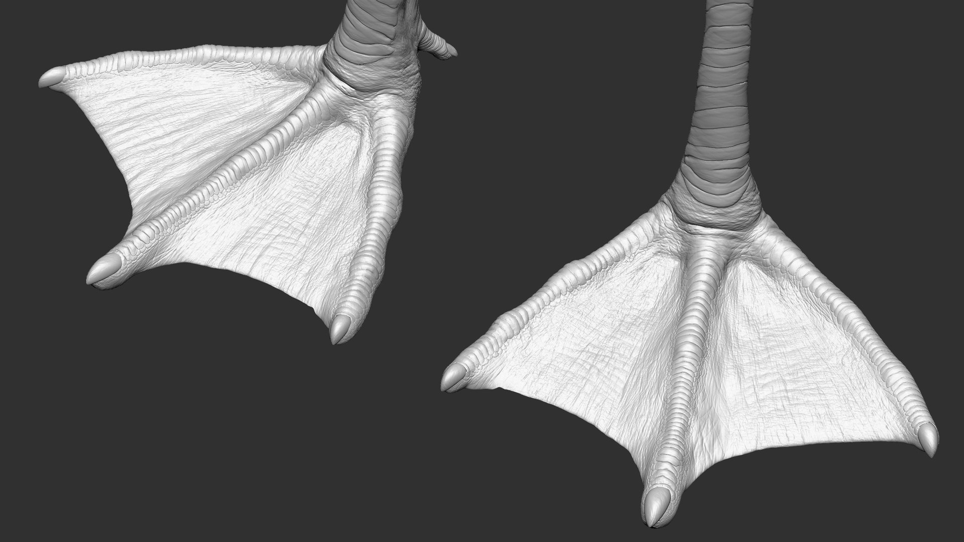 3D Flamingo Feet - TurboSquid 1839302