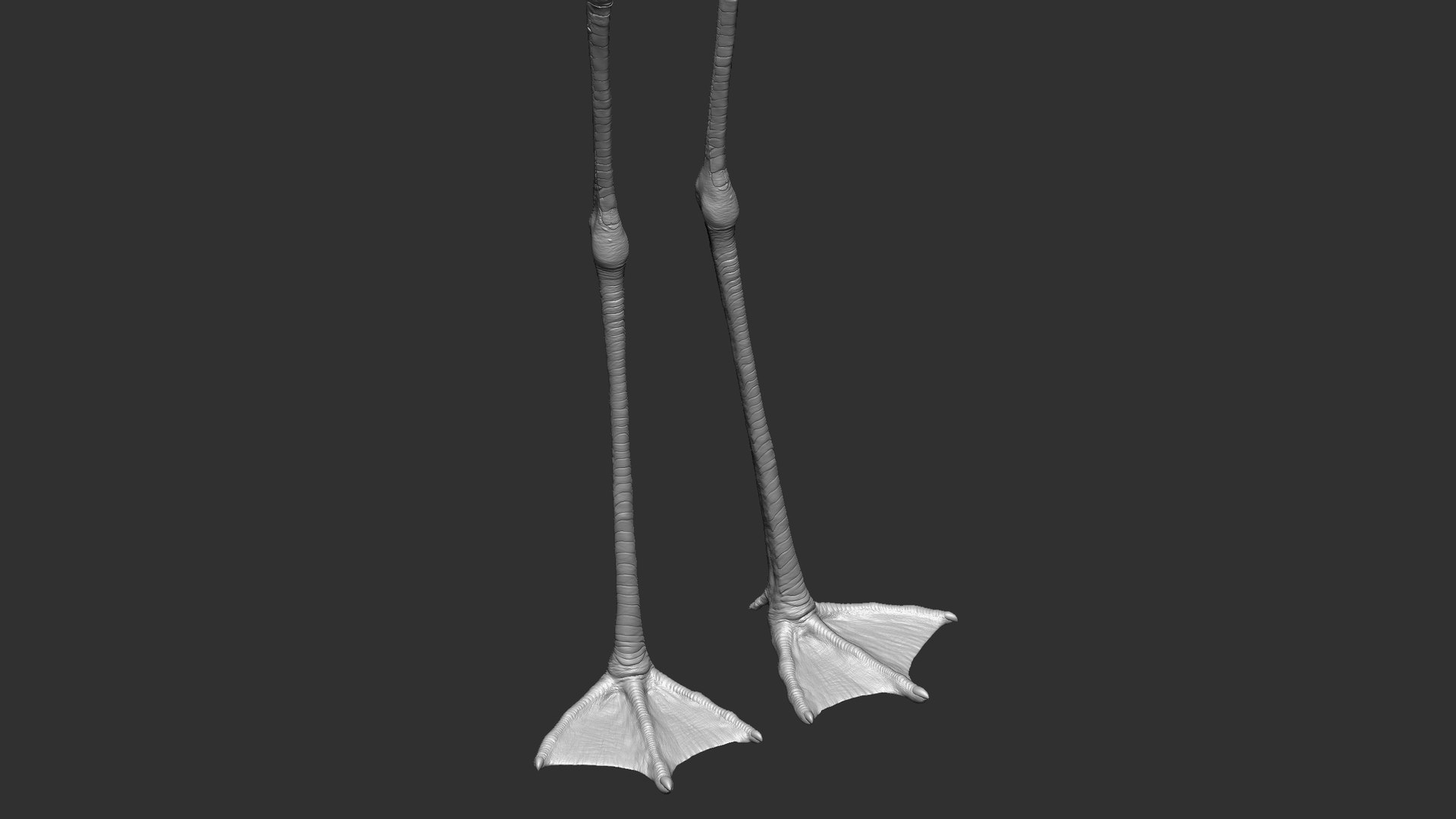 3D Flamingo Feet - TurboSquid 1839302