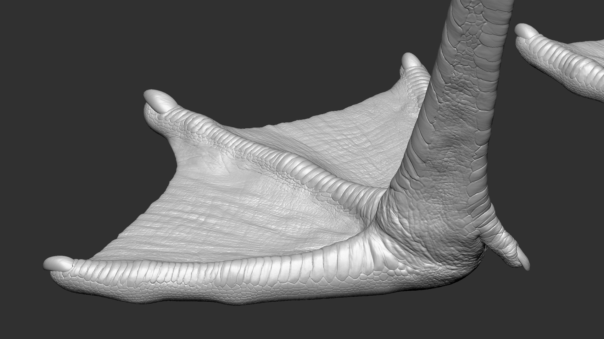 3D Flamingo Feet - TurboSquid 1839302
