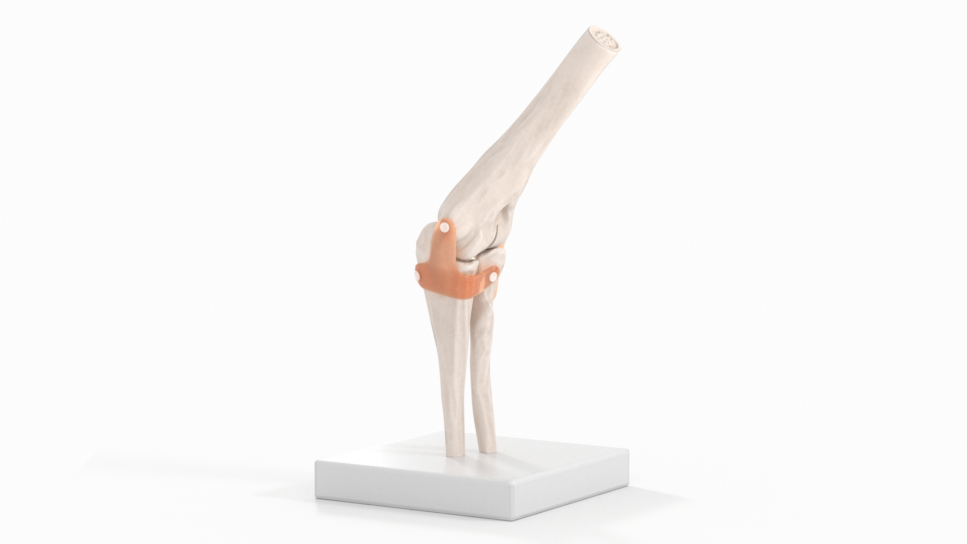 Elbow Joint Rigged For Maya Model - TurboSquid 2297197