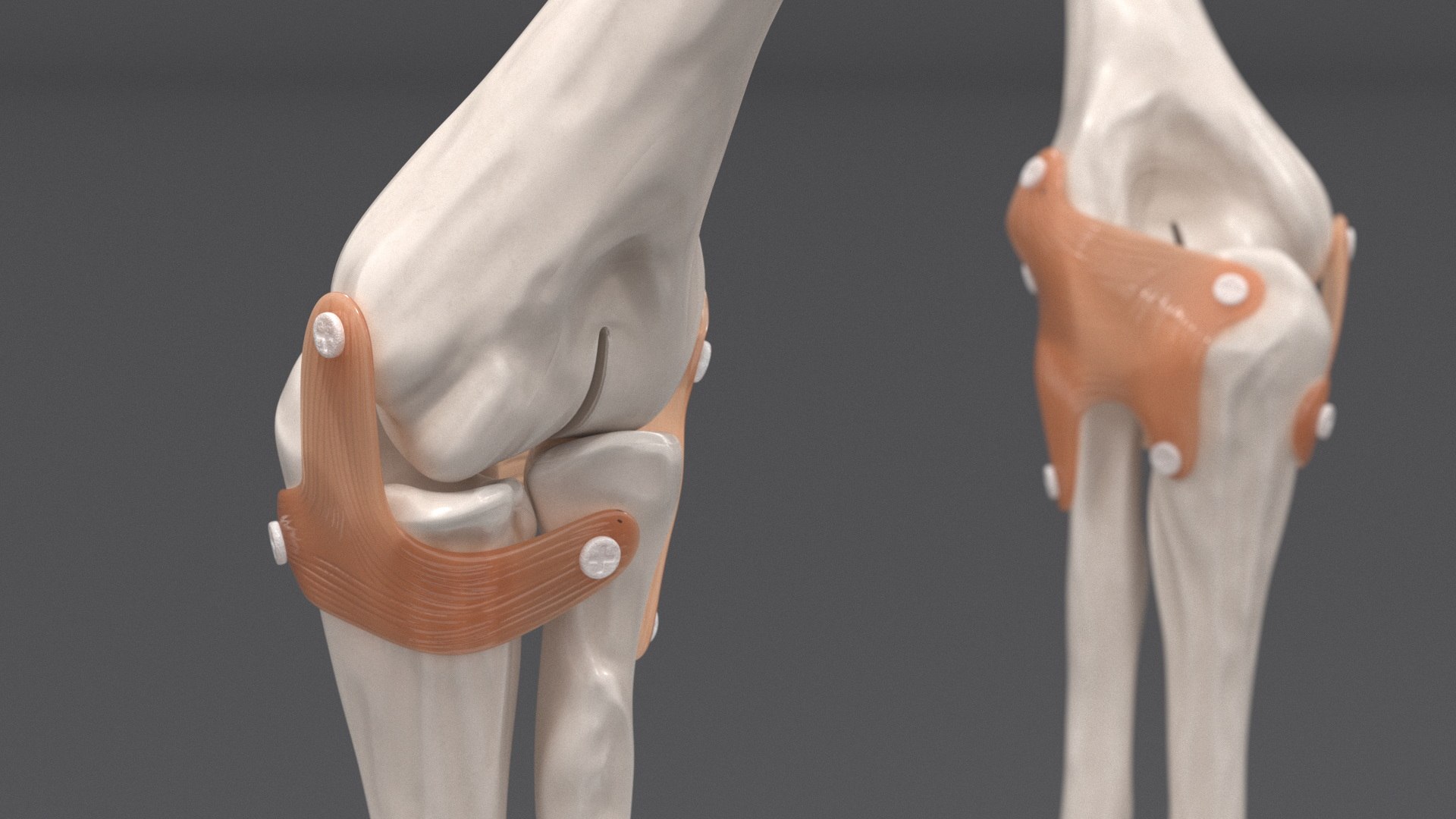 Elbow Joint Rigged For Maya Model - TurboSquid 2297197