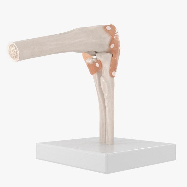 modelo 3d Articulación del codo preparada para Maya - TurboSquid 2297197