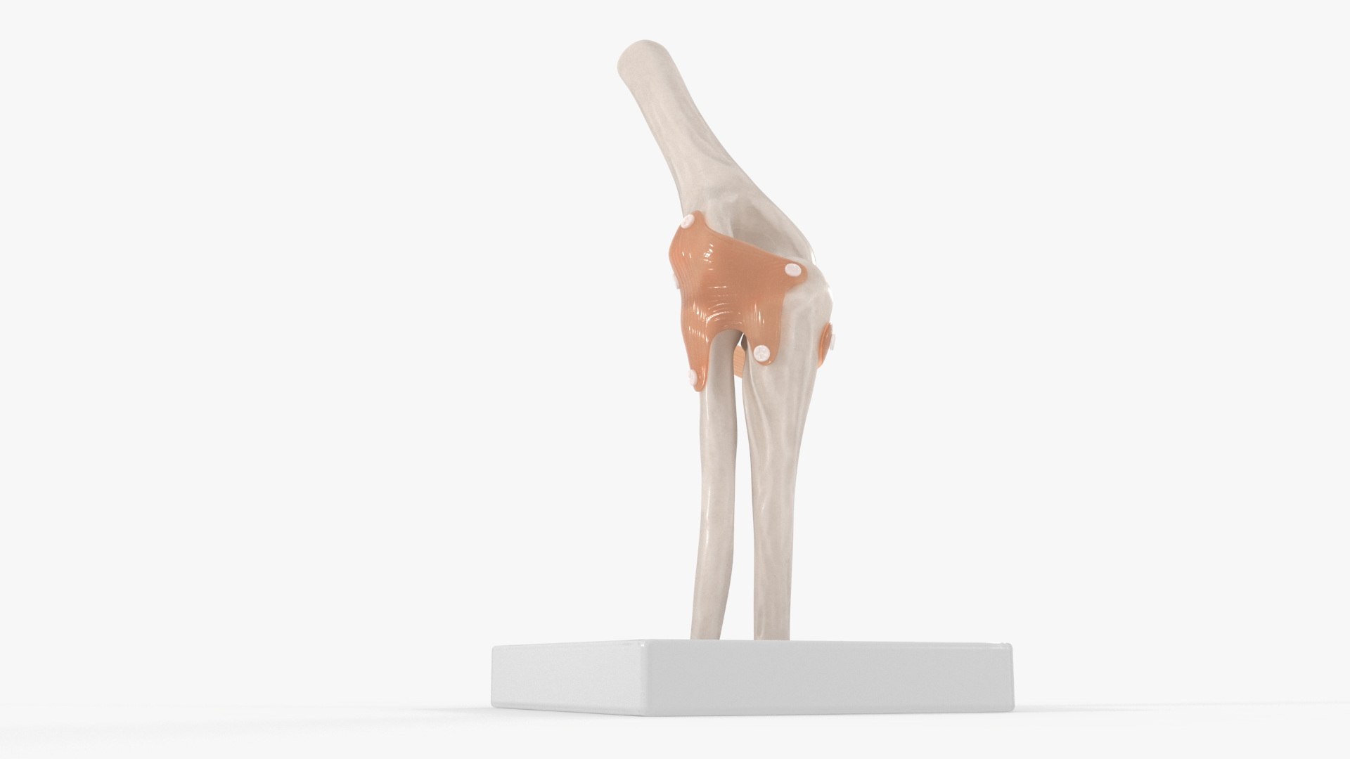 Elbow Joint Rigged For Maya Model - TurboSquid 2297197