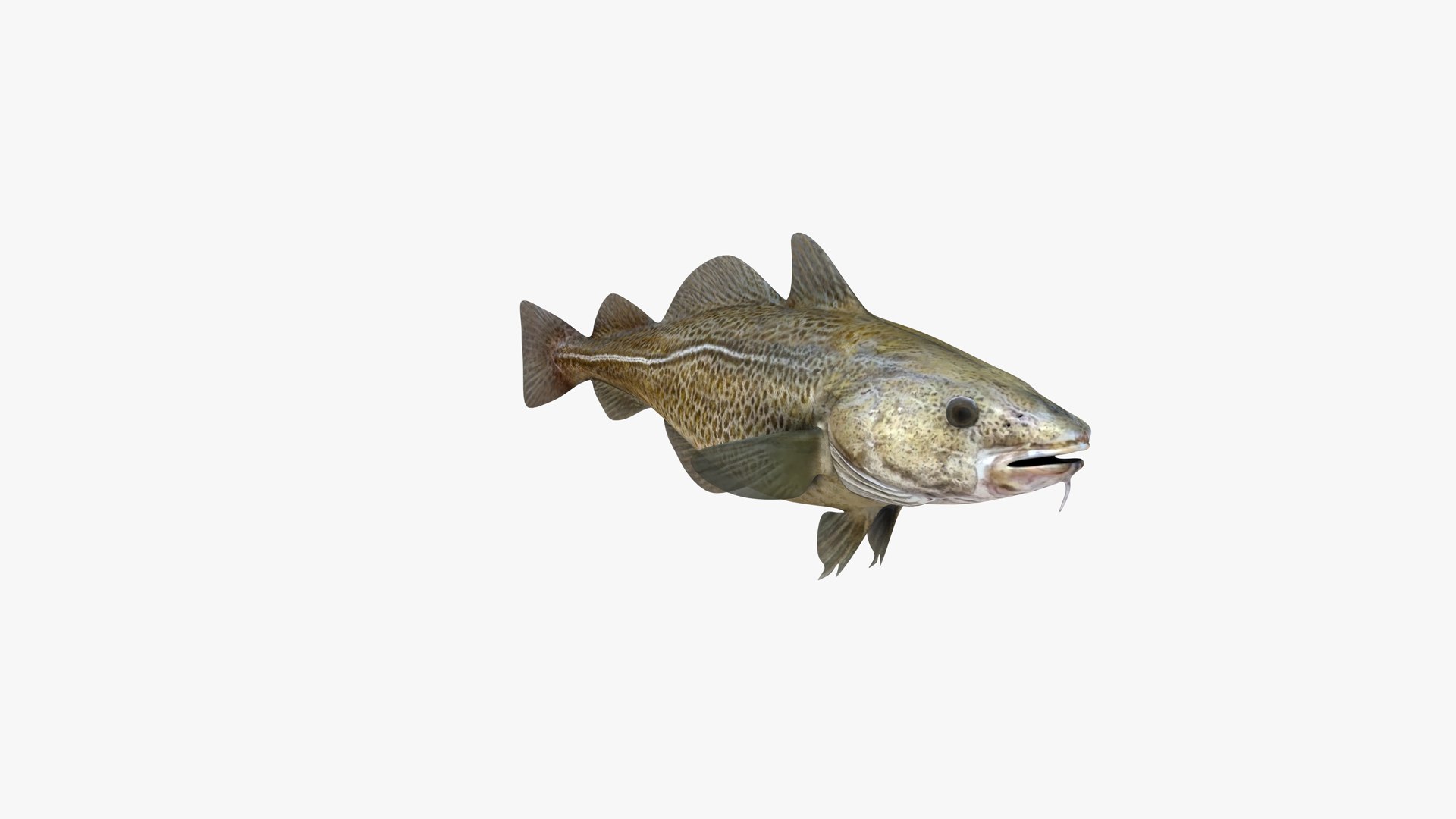 3D Atlantic Cod 85CM - TurboSquid 2329079