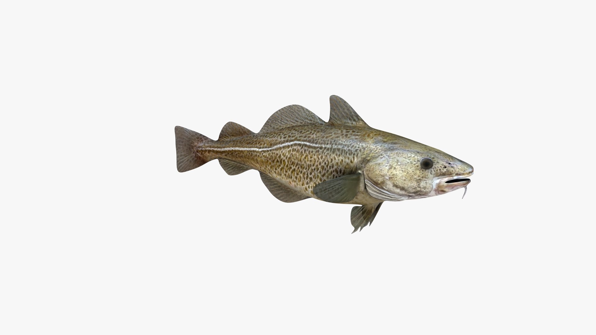 3D Atlantic Cod 85CM - TurboSquid 2329079