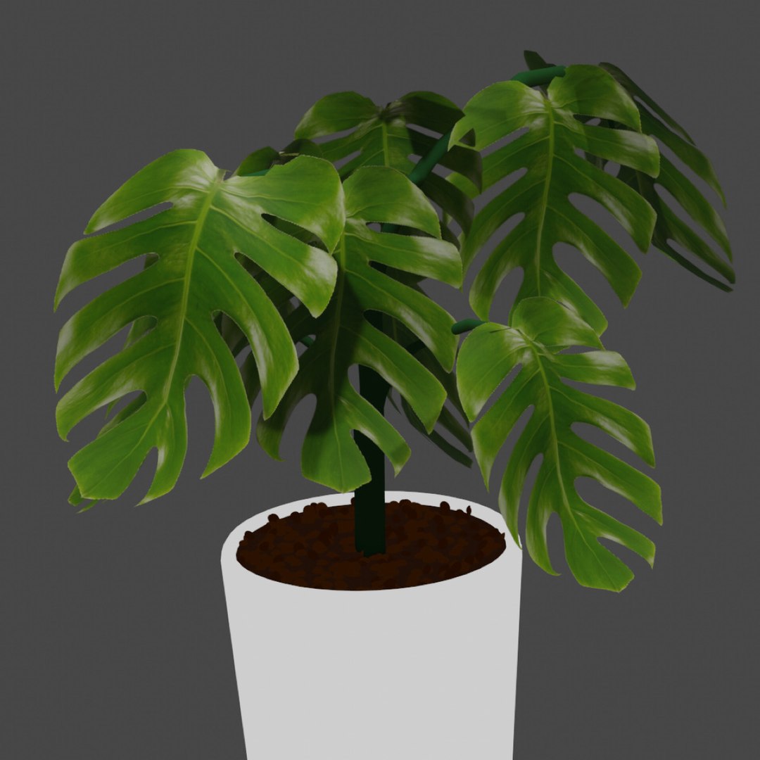 3D Model Swiss Cheese Plant - TurboSquid 1816300