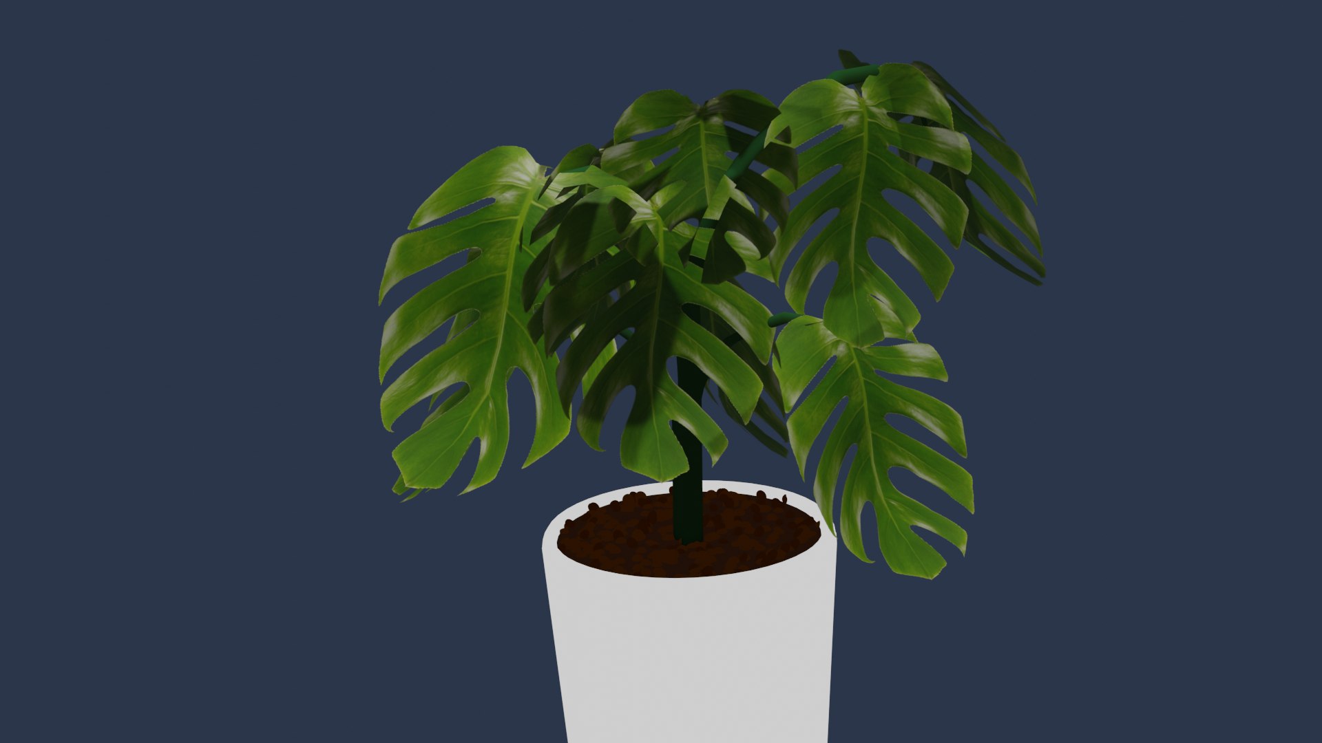 3D Model Swiss Cheese Plant - TurboSquid 1816300