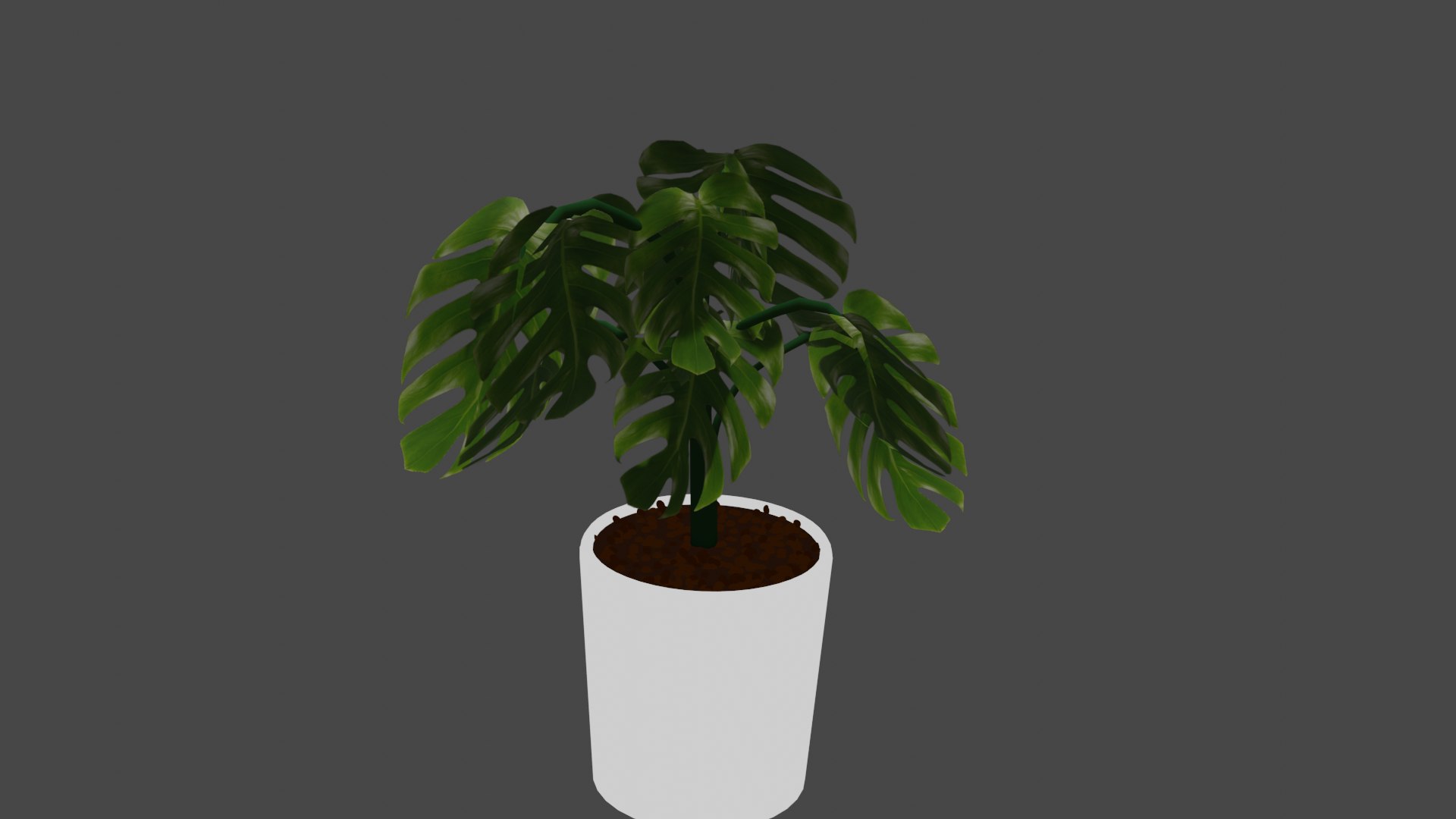 3D Model Swiss Cheese Plant - TurboSquid 1816300