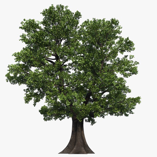 3D oak tree 02 model - TurboSquid 1624105