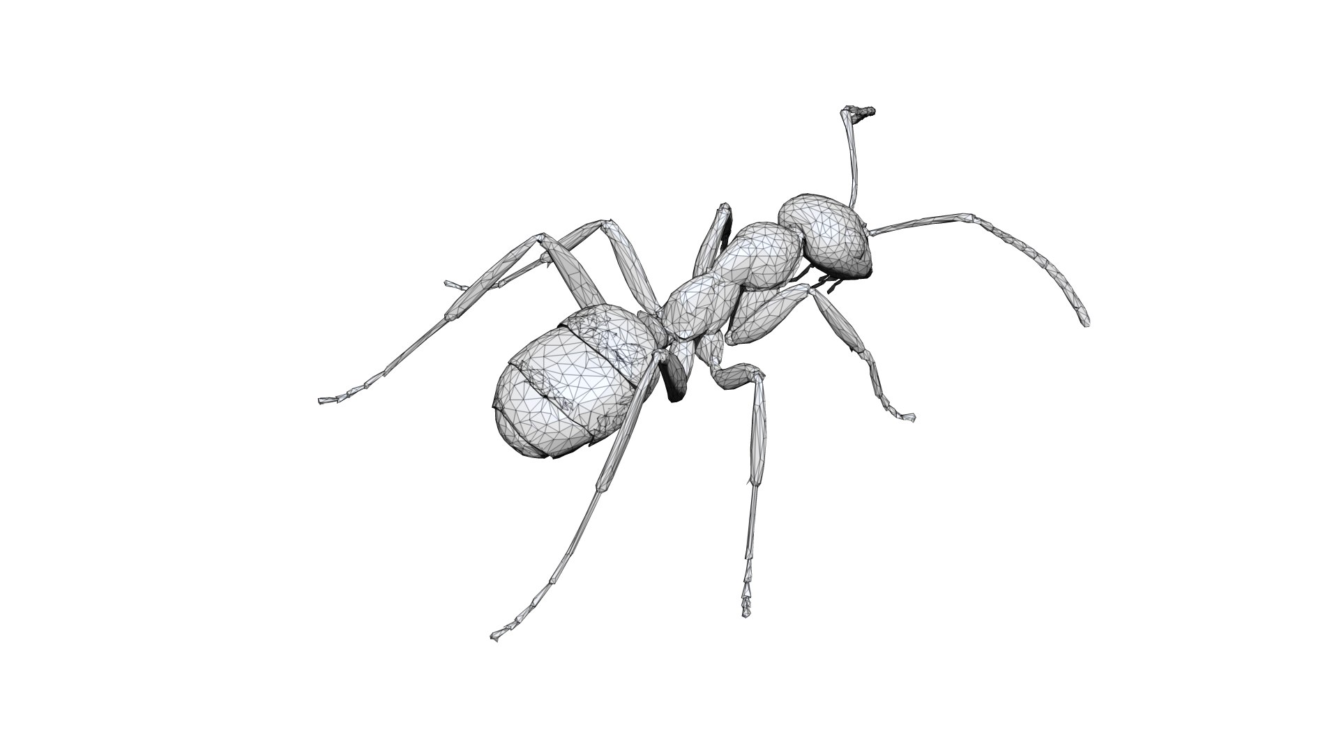 Ant CT scan low poly 3D - TurboSquid 1785161