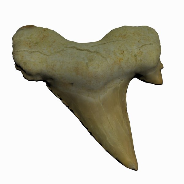 realistic fossil shark tooth max