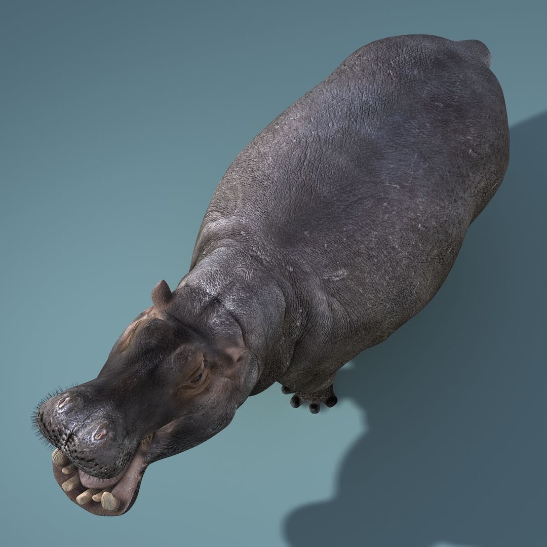 3dsmax photorealistic hippopotamus