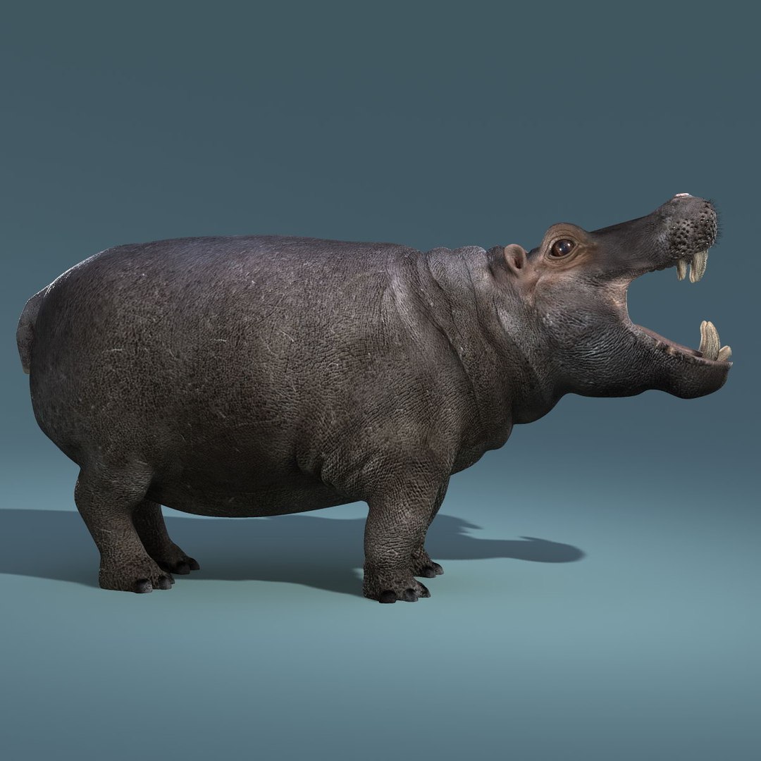 3dsmax photorealistic hippopotamus