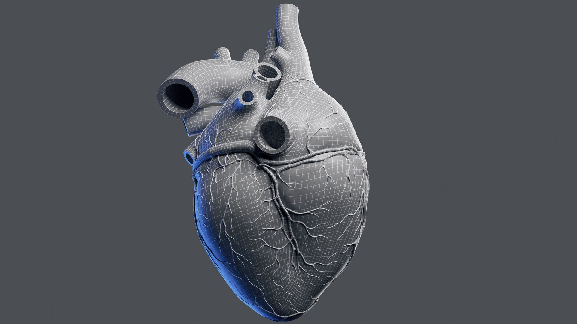 Medically accurate anterior cross-section of the Human Heart Animated ...