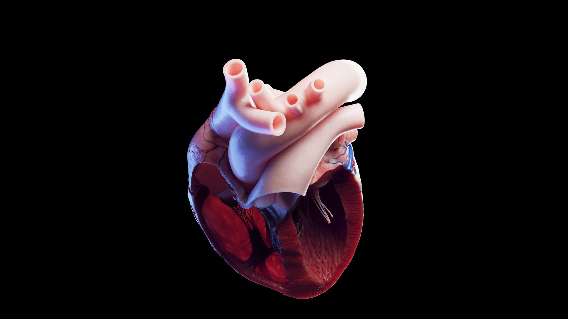 Medically Accurate Anterior Cross-section Of The Human Heart Animated 3D Model - TurboSquid 2033041