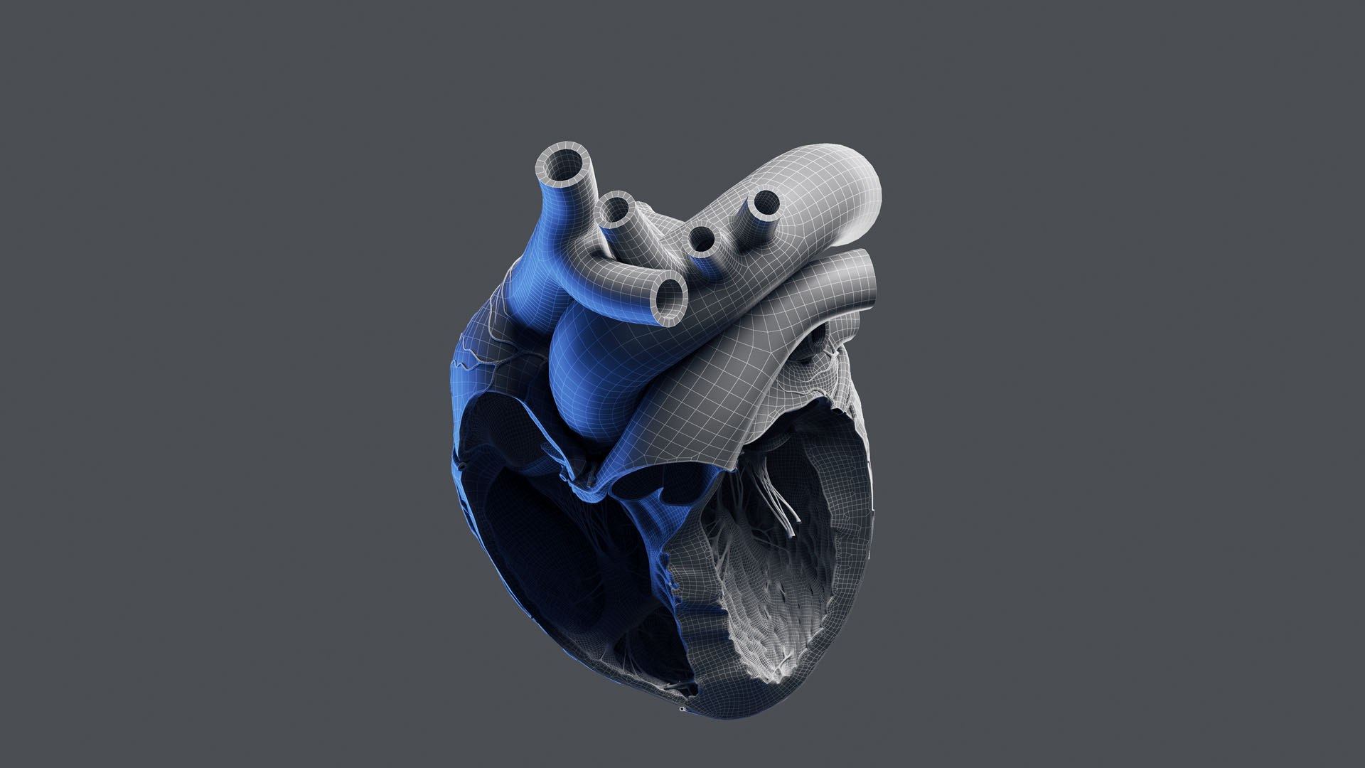 Medically Accurate Anterior Cross-section Of The Human Heart Animated ...