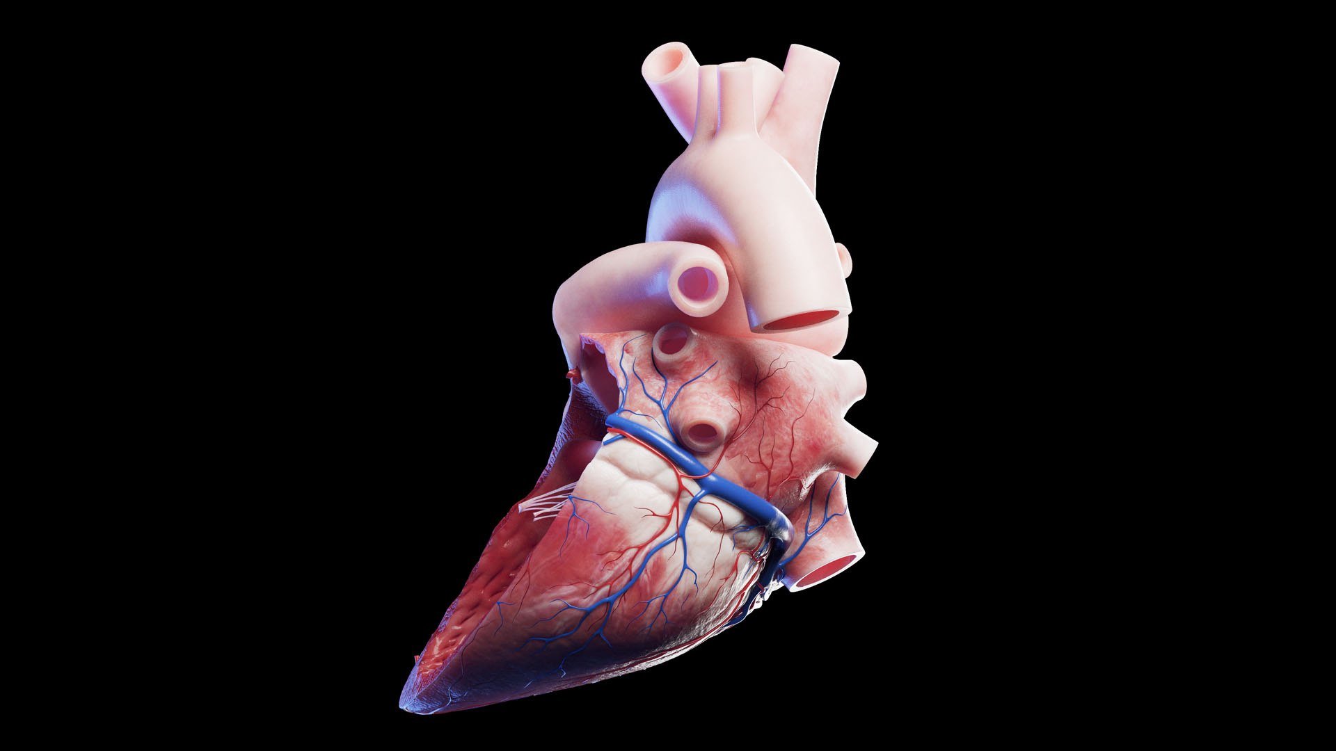Medically Accurate Anterior Cross-section Of The Human Heart Animated 3D Model - TurboSquid 2033041