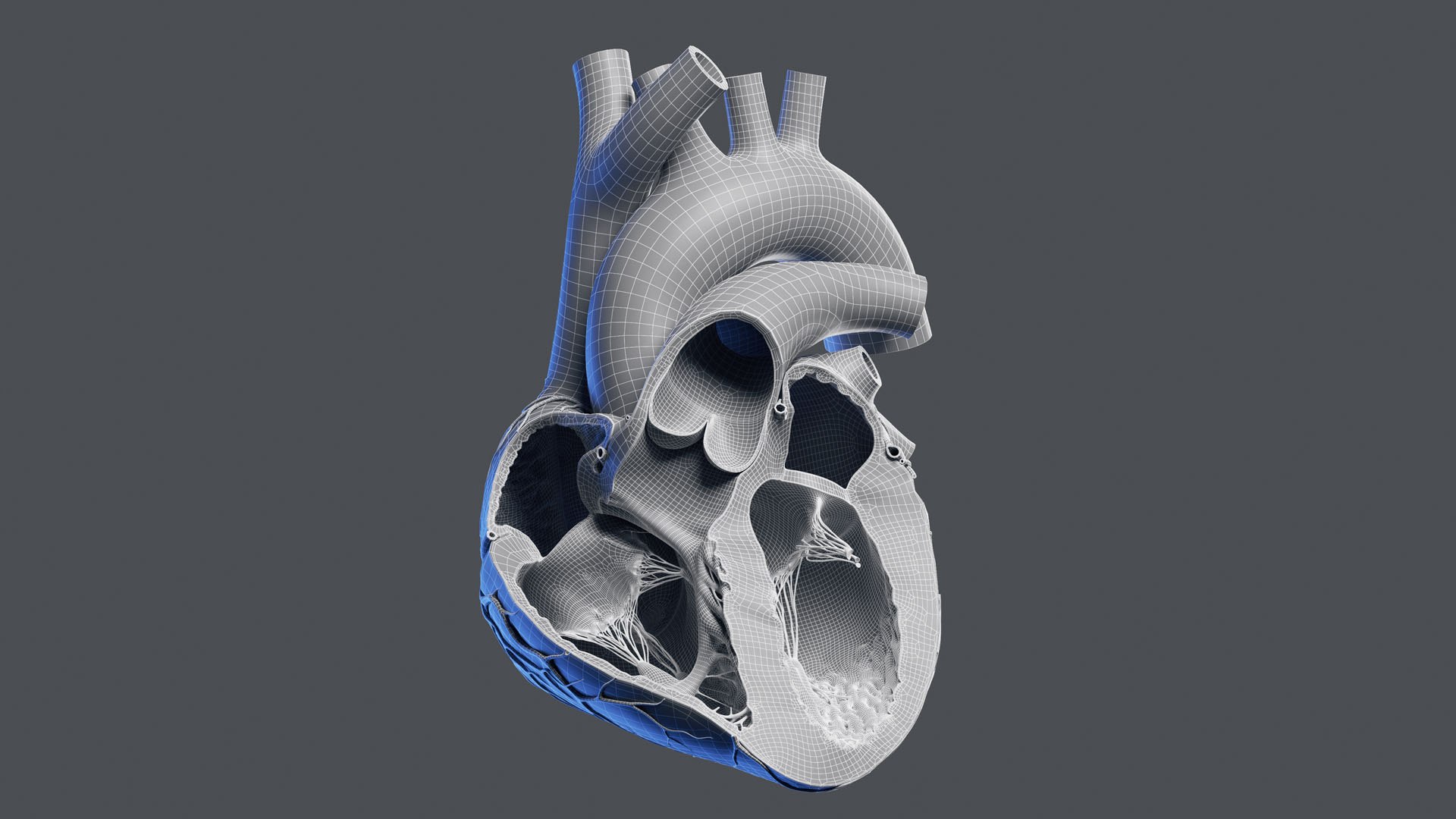Medically Accurate Anterior Cross-section Of The Human Heart Animated ...