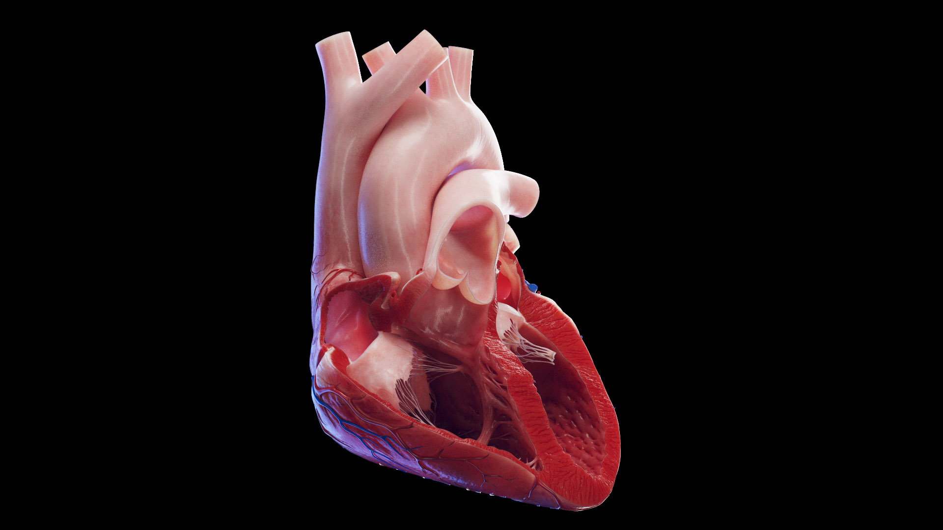 Medically Accurate Anterior Cross-section Of The Human Heart Animated ...