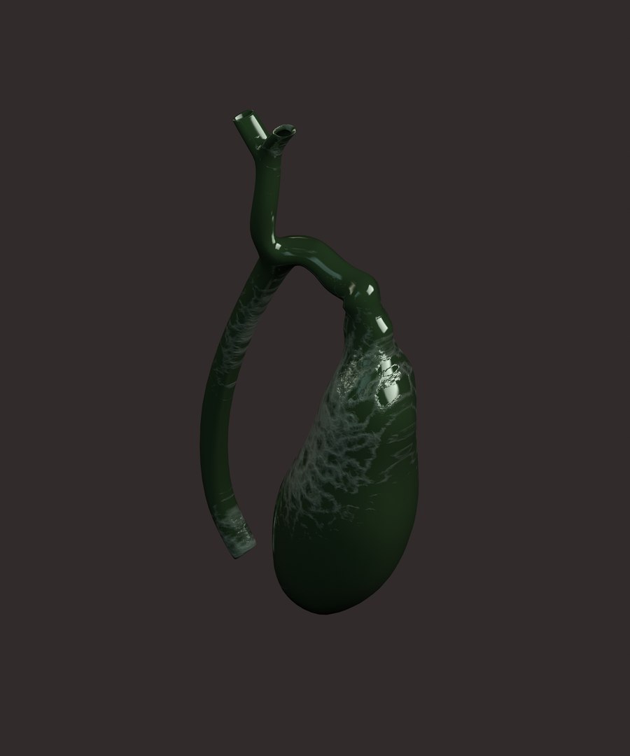 3D Human Gallbladder Model - TurboSquid 1728813