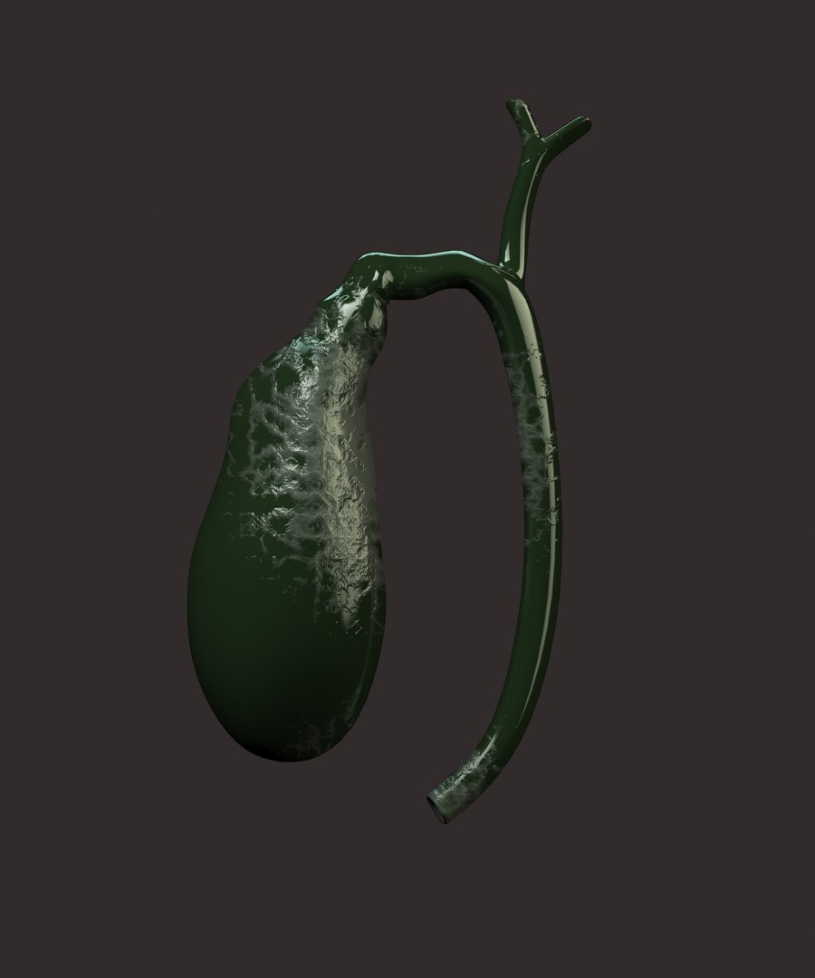 3D Human Gallbladder Model - TurboSquid 1728813