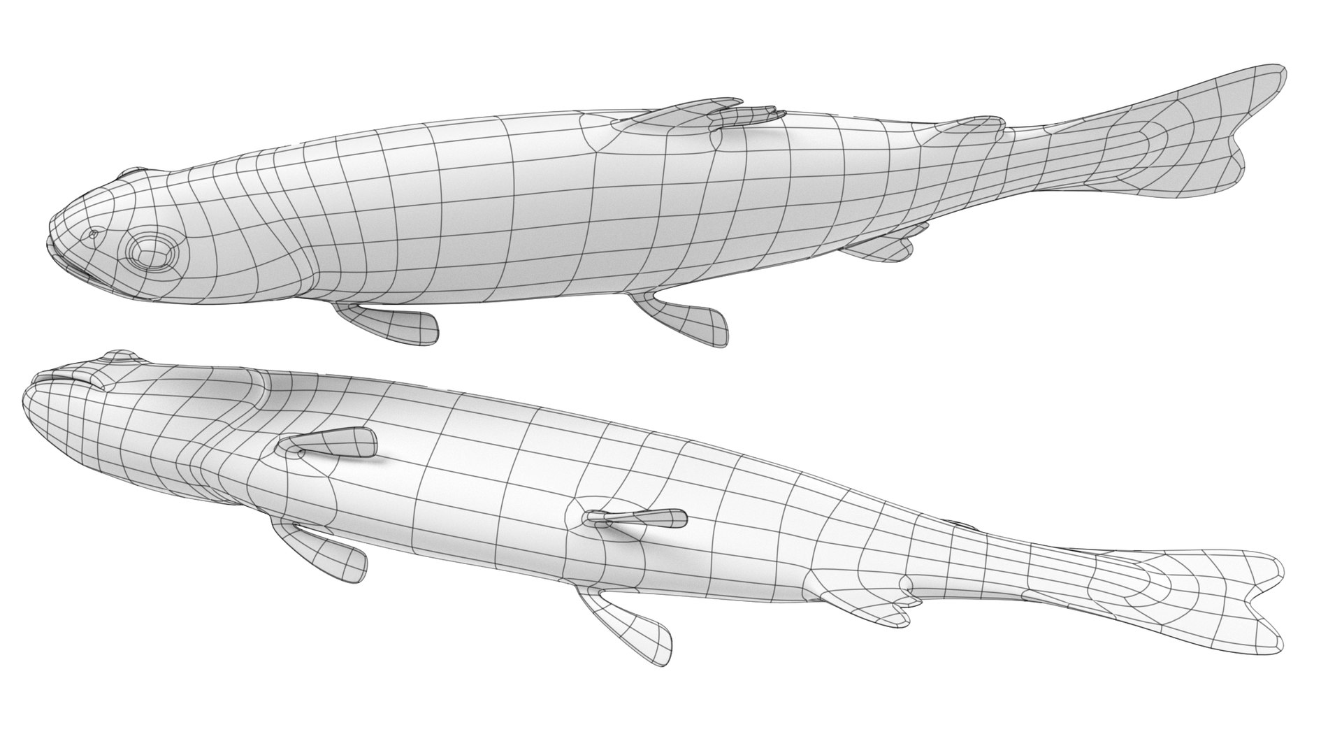 3d Model Trout