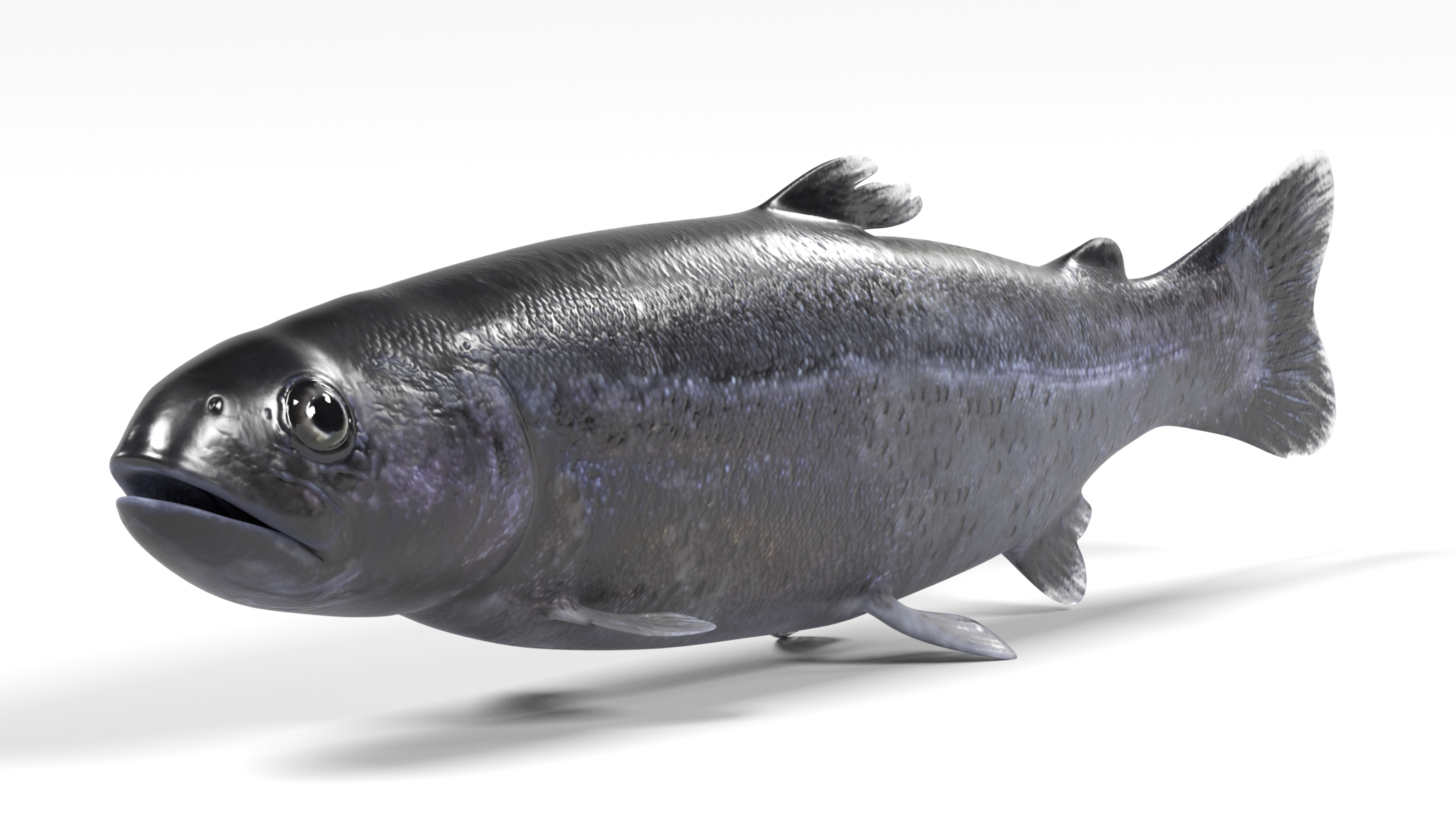 3d model trout