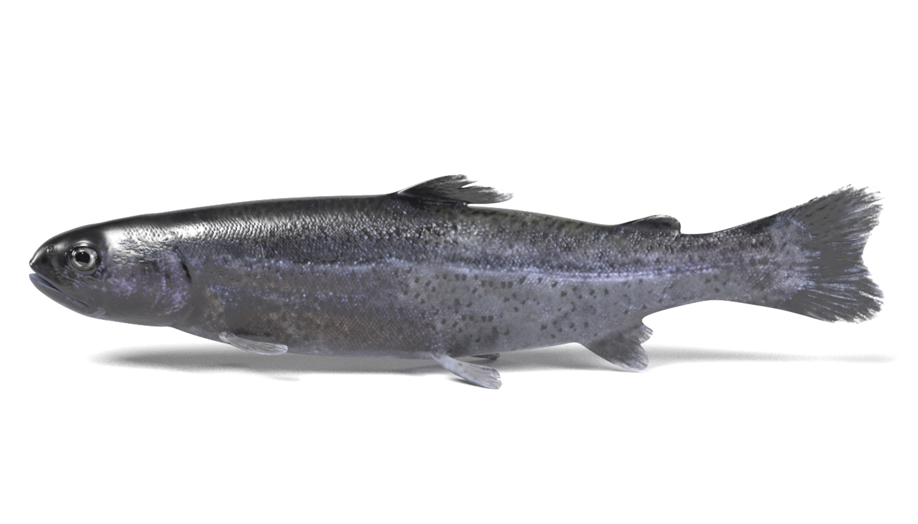 3d Model Trout