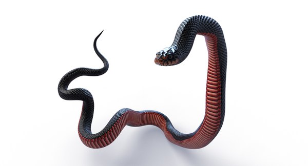 3D Red Bellied Black Snake Mesh model - TurboSquid 1775732