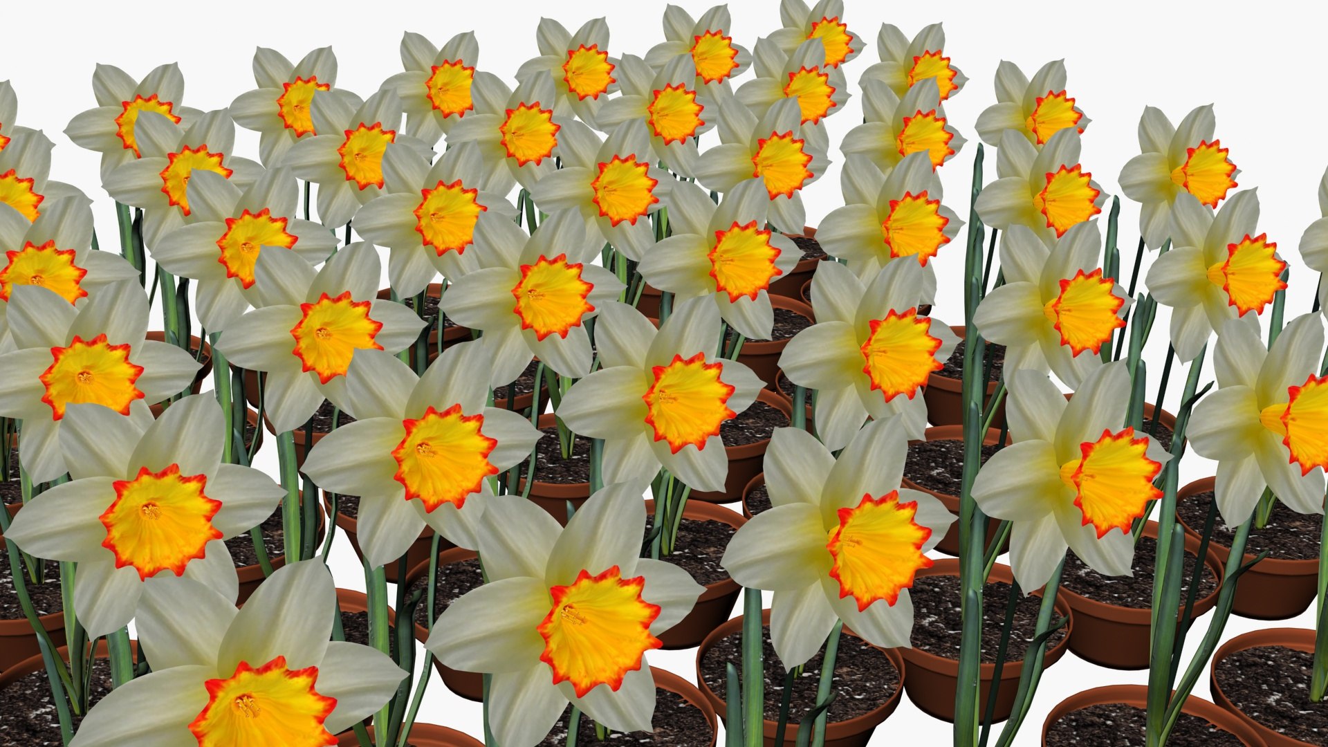 3D Daffodil Flower - TurboSquid 2210877