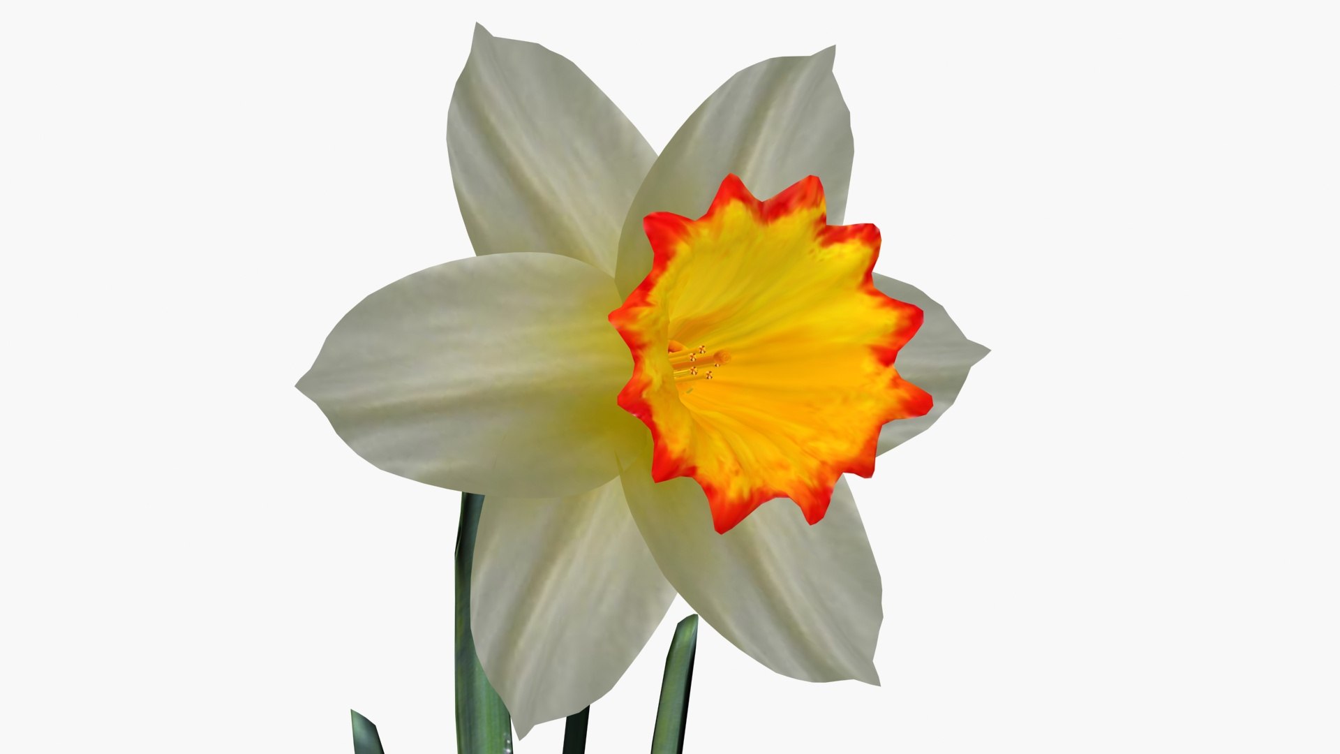 3D Daffodil Flower - TurboSquid 2210877