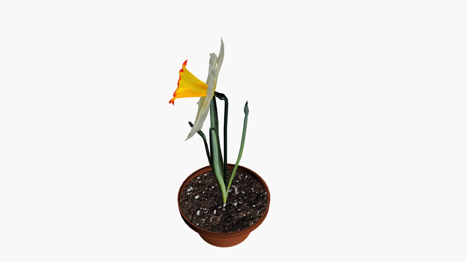3D Daffodil Flower - TurboSquid 2210877